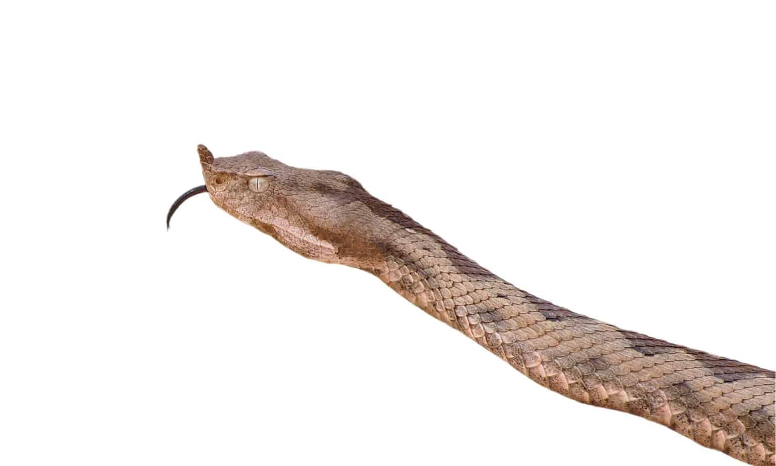 Nose-Horned Viper Animal Facts - Vipera ammodytes - A-Z Animals