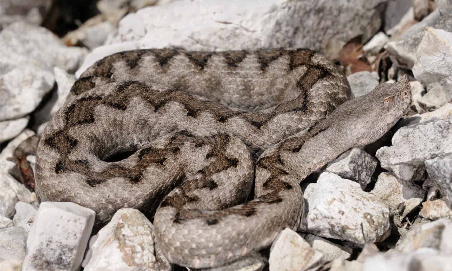 Nose-Horned Viper Animal Facts - Vipera ammodytes - A-Z Animals
