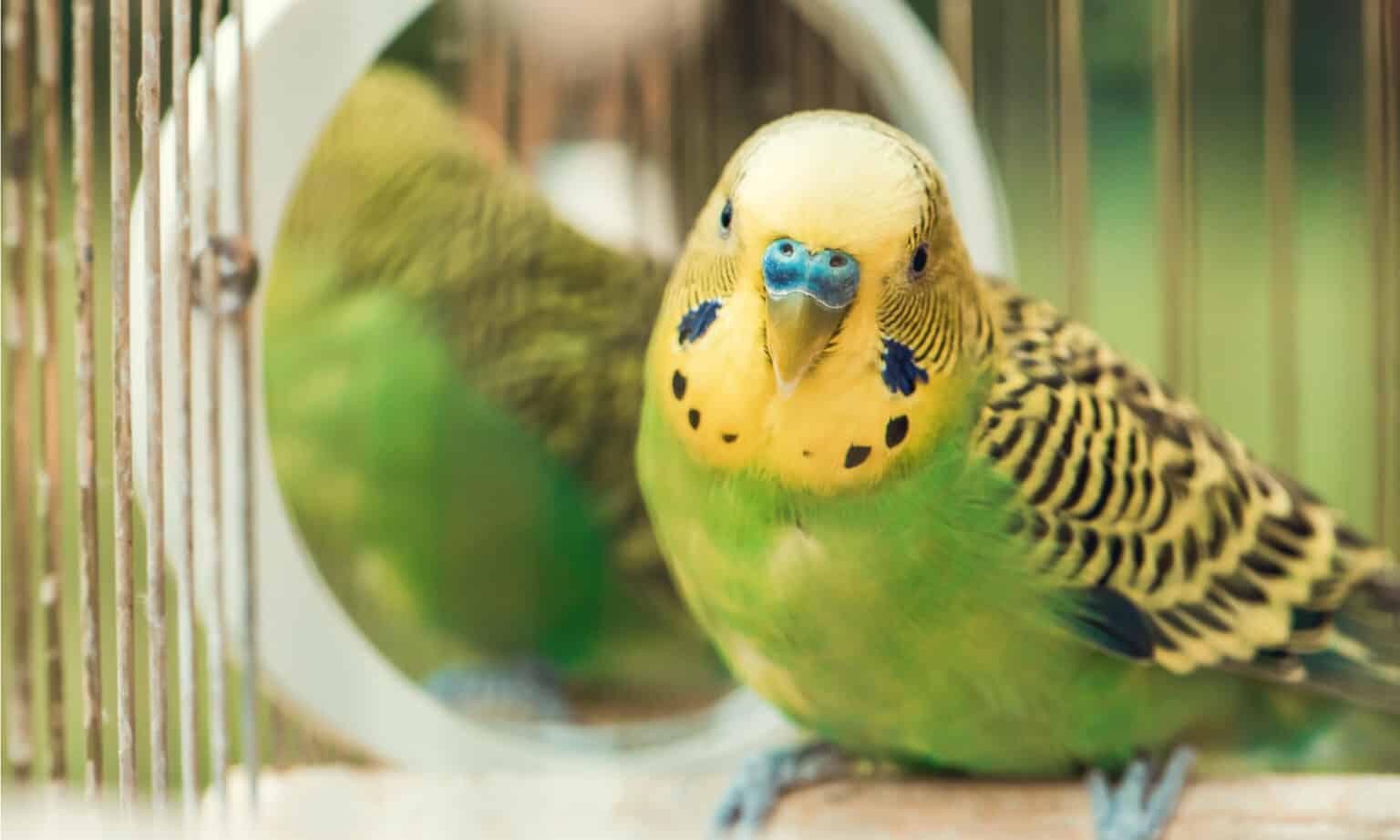 The Cheapest Pet Birds - The 10 Most Affordable Options - A-Z Animals