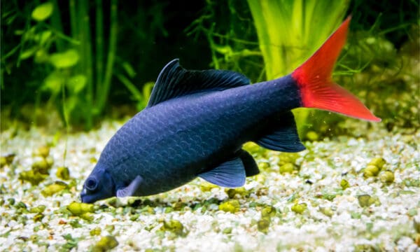 Rainbow Shark Fish Facts - Epalzeorhynchos frenatum - A-Z Animals
