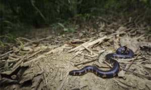 Pipe Snake Animal Facts - Anilioidea - A-Z Animals