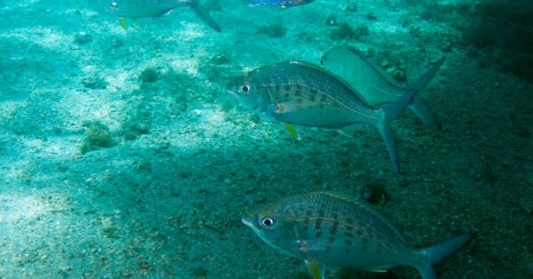 Mojarra Animal Facts - Gerreidae - A-Z Animals