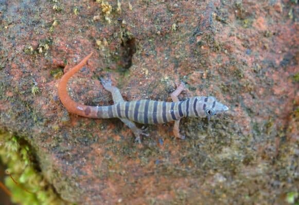 10 Geckos In Florida in 2024 - A-Z Animals