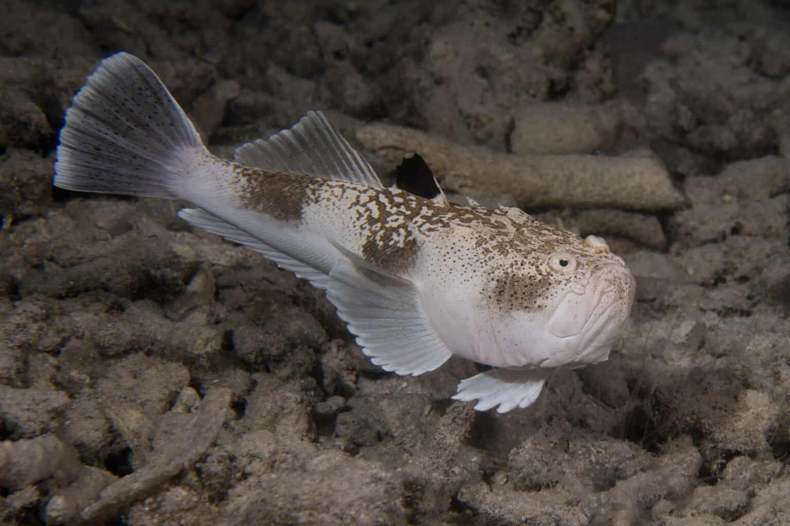 Stargazer Fish Facts - Uranoscopus scaber - A-Z Animals