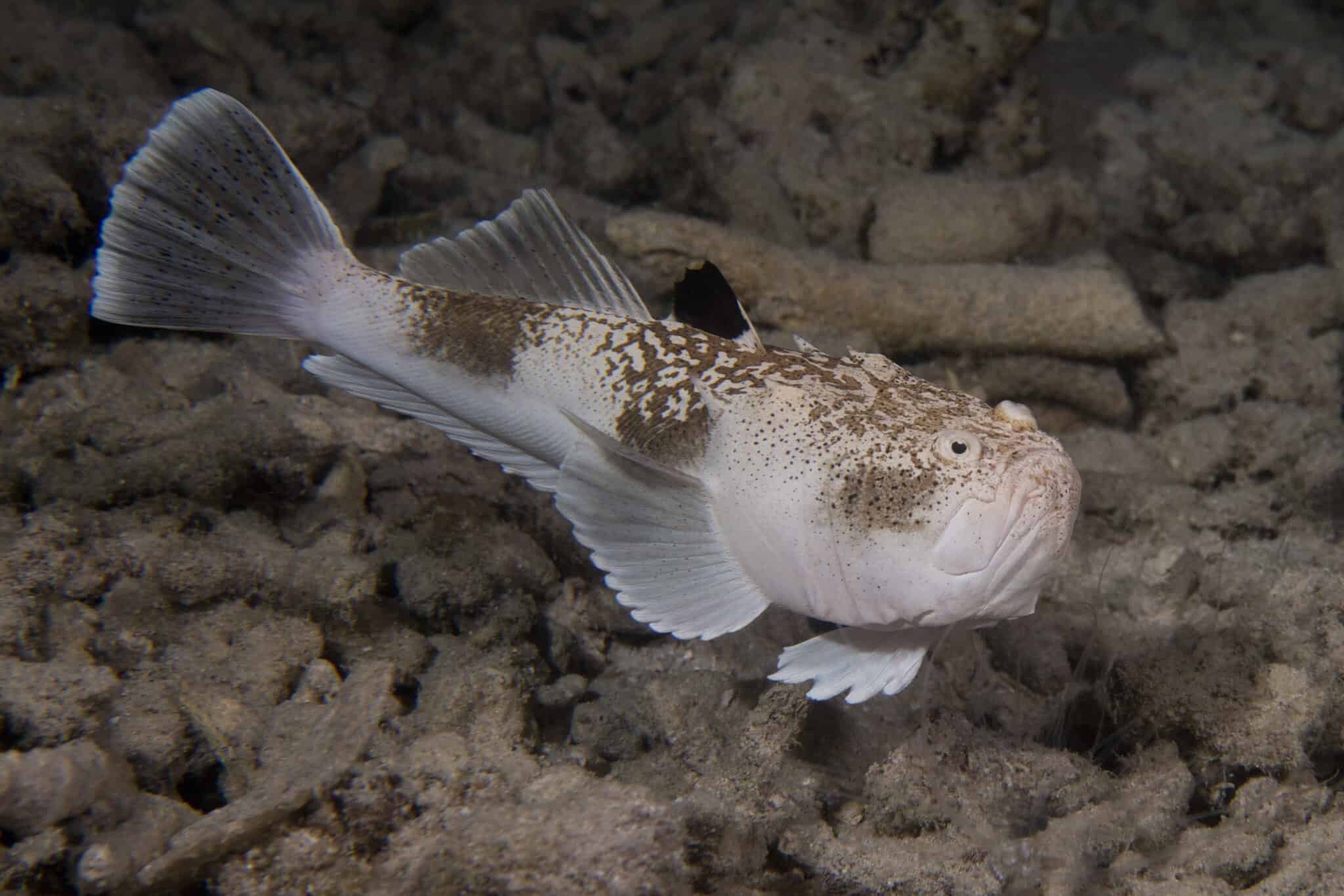 Stargazer Fish Facts - Uranoscopus scaber - A-Z Animals