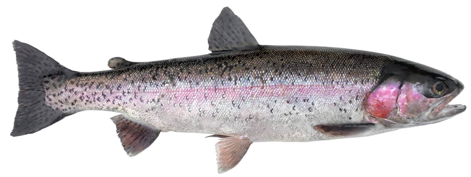 Discover the Official State Fish of Washington State (And Where You ...