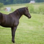 A Complete Guide to Popular Pony Breeds - A-Z Animals Slideshows