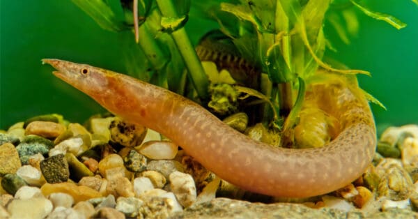 Baby Eel: 10 Pictures and 10 Amazing Facts - A-Z Animals