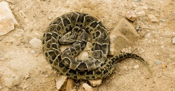 Urutu Snake Animal Facts - Bothrops alternatus - A-Z Animals