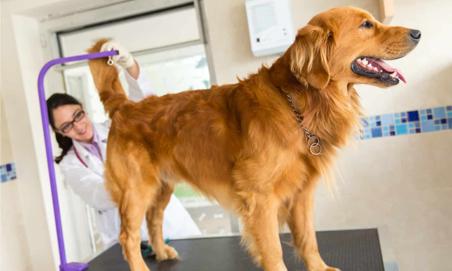Dog Scooting (Butt Dragging) And How To Stop It - A-Z Animals