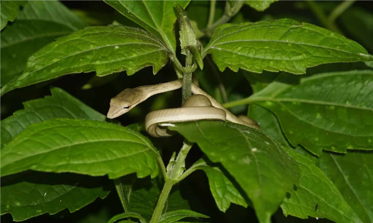 Asian Vine Snake Animal Facts - Ahaetulla prasina - A-Z Animals