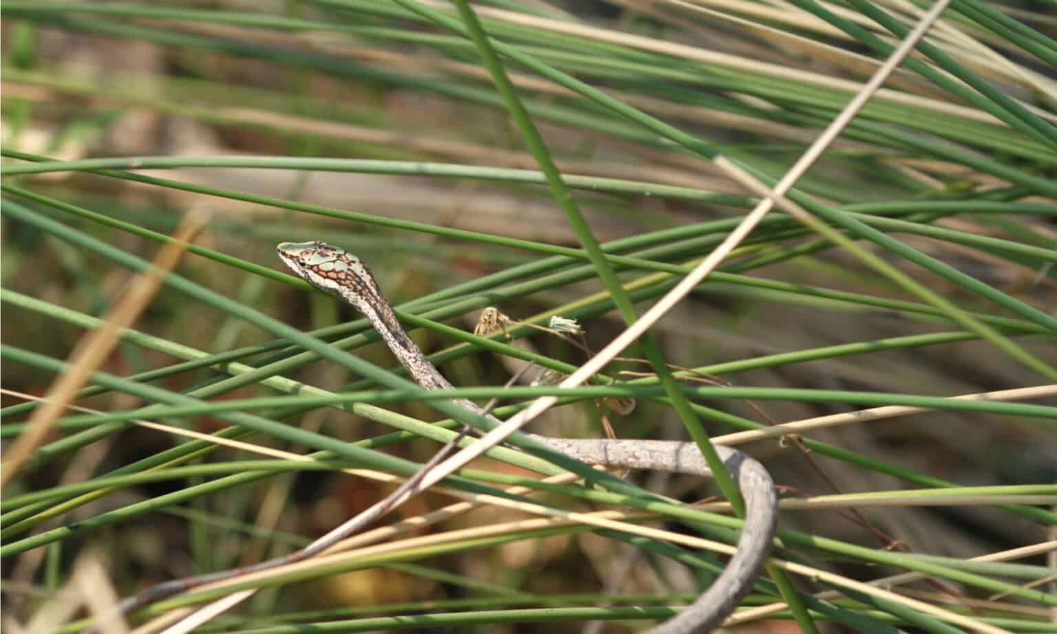 Vine Snake Animal Facts - Colubridae - A-Z Animals
