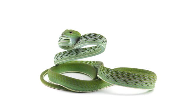 Vine Snake Animal Facts - Colubridae - A-Z Animals
