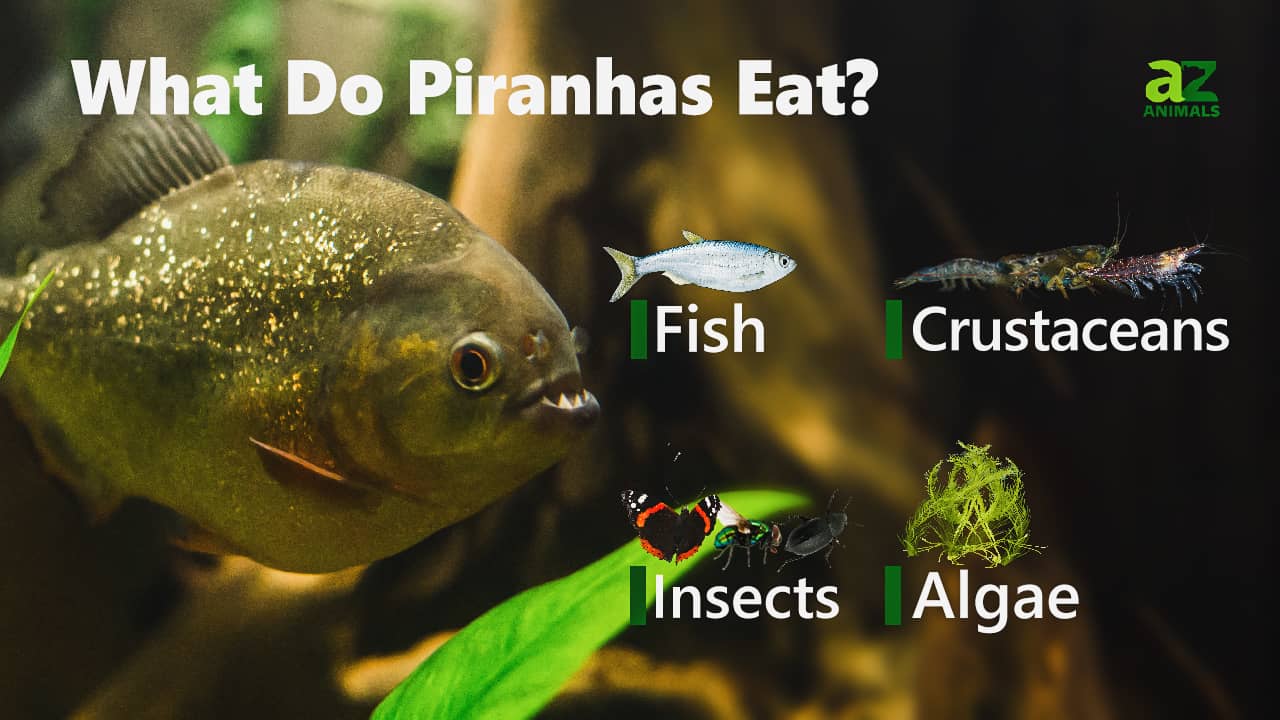 Are Piranhas Dangerous? - A-Z Animals