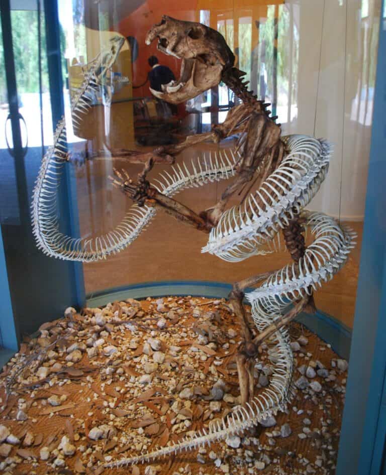 7 Snakes That Went Extinct—#1 Could Kill a Lion if it Lived Today! - A ...