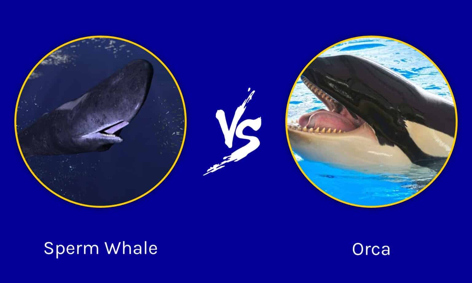 Sperm Whale vs Orca: Who Would Win in a Fight? - A-Z Animals