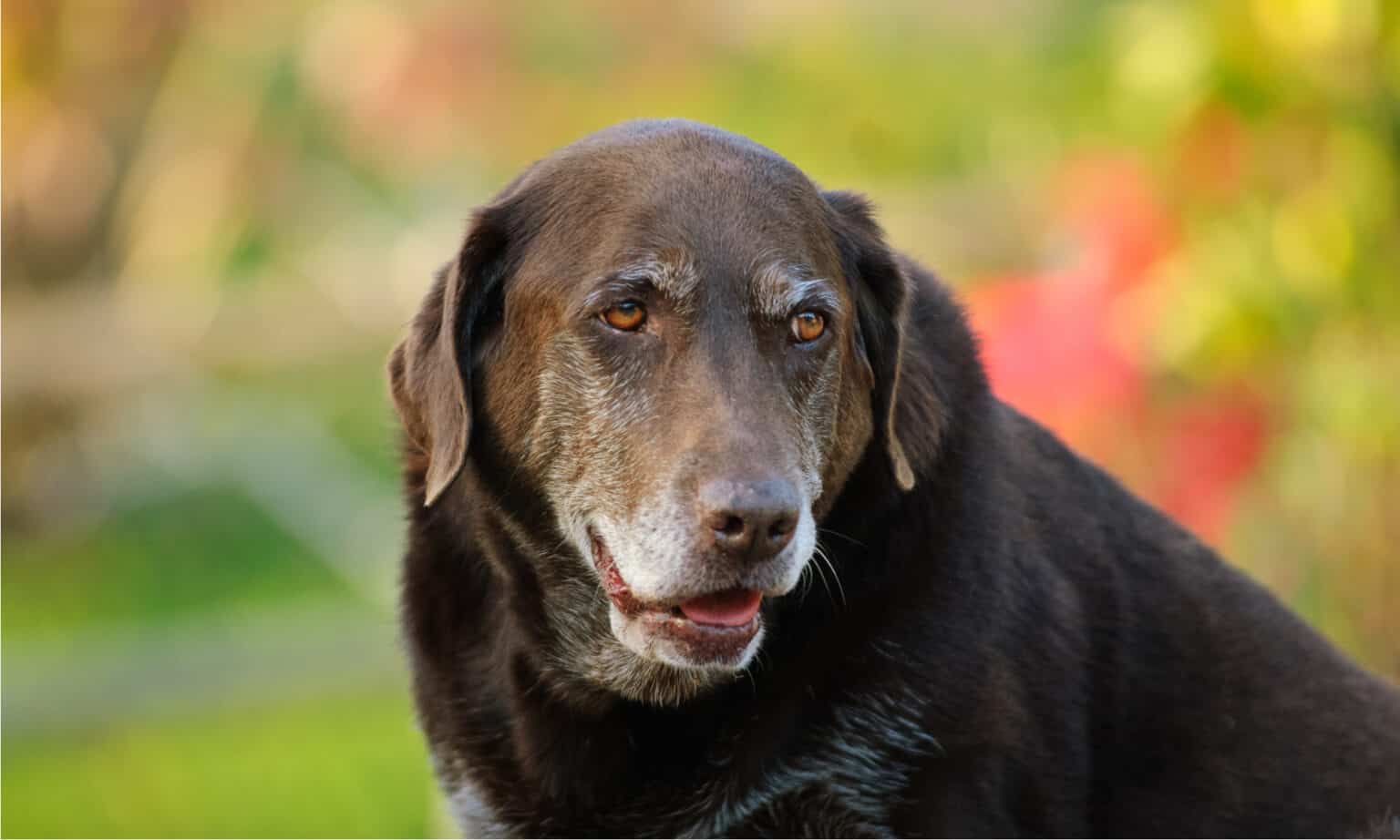 Researchers Developing Canine Longevity Pill That Could Add Years to ...