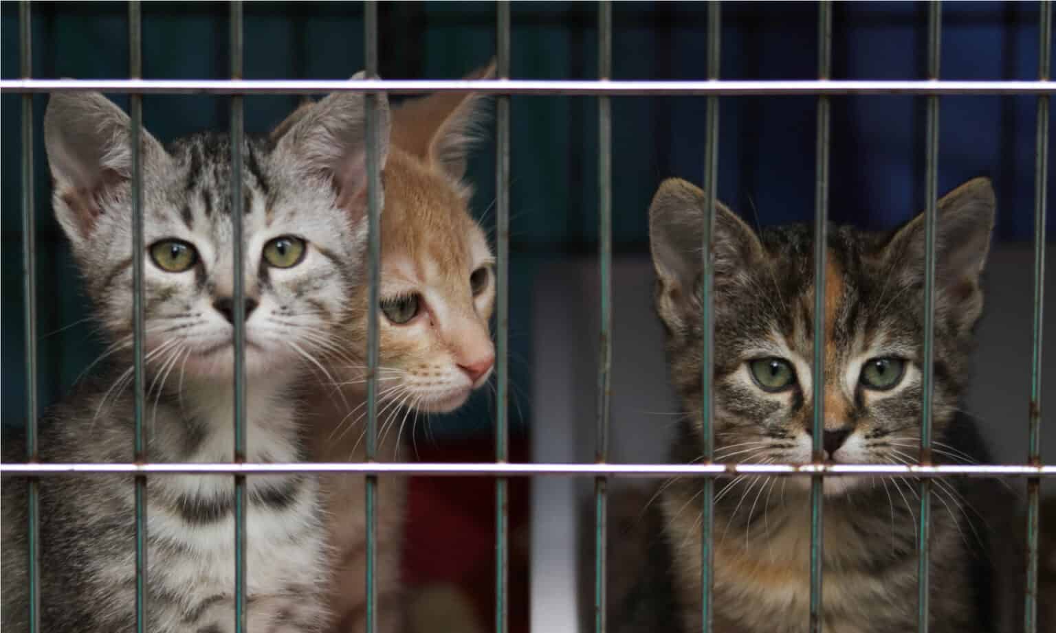 Discover the 8 Official State Animals of Colorado - A-Z Animals