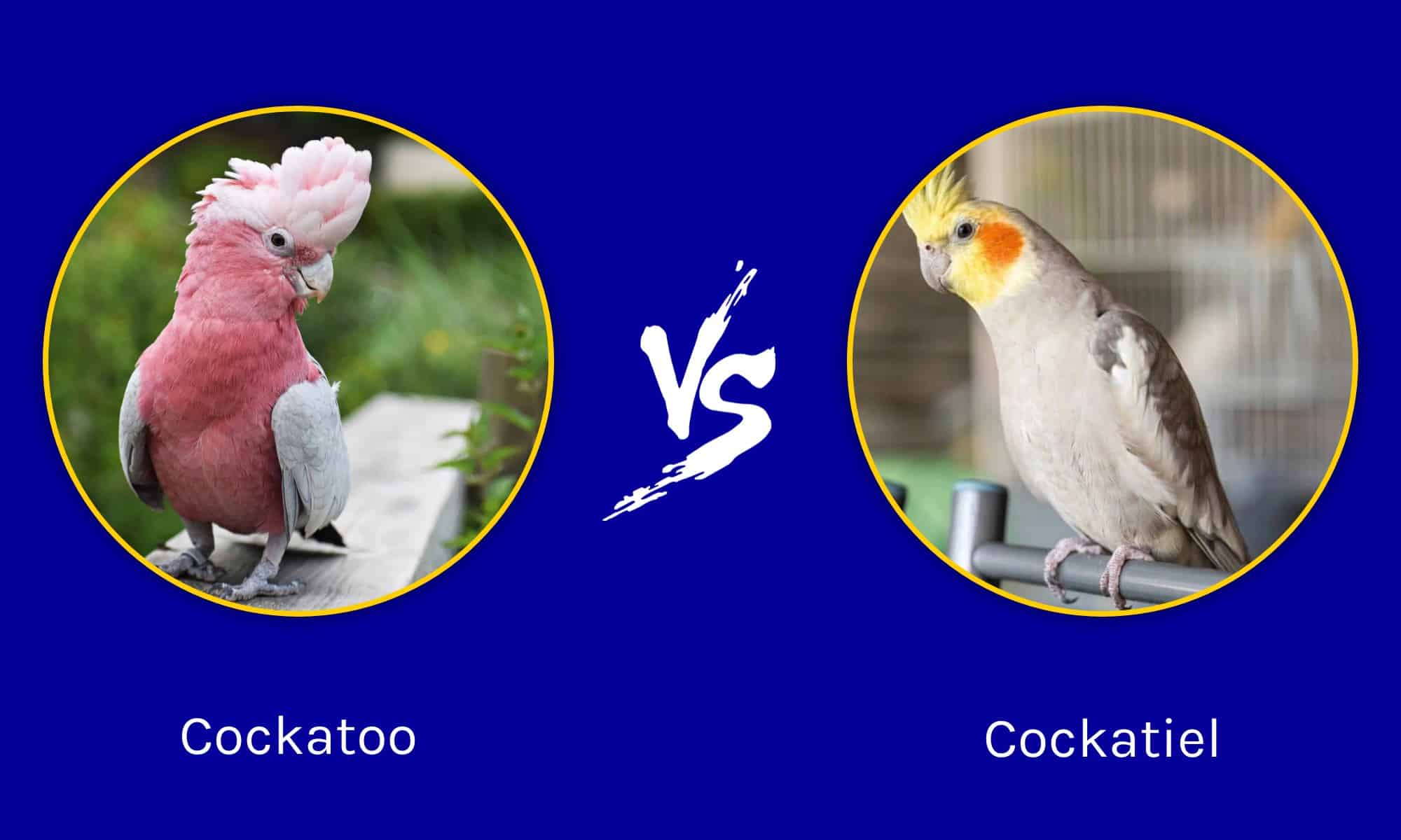 Cockatoo vs Cockatiel: Key Differences Explained - A-Z Animals