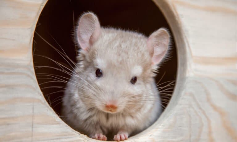Rodents Animal Facts - A-Z Animals