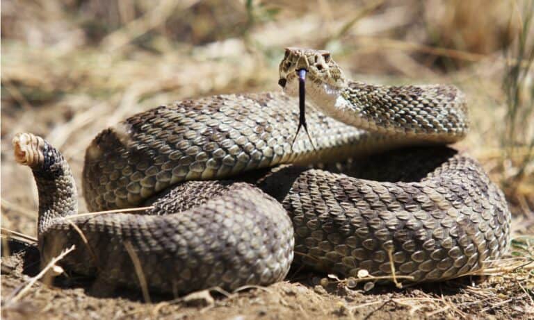 Beware of Rattlesnakes in These States - A-Z Animals