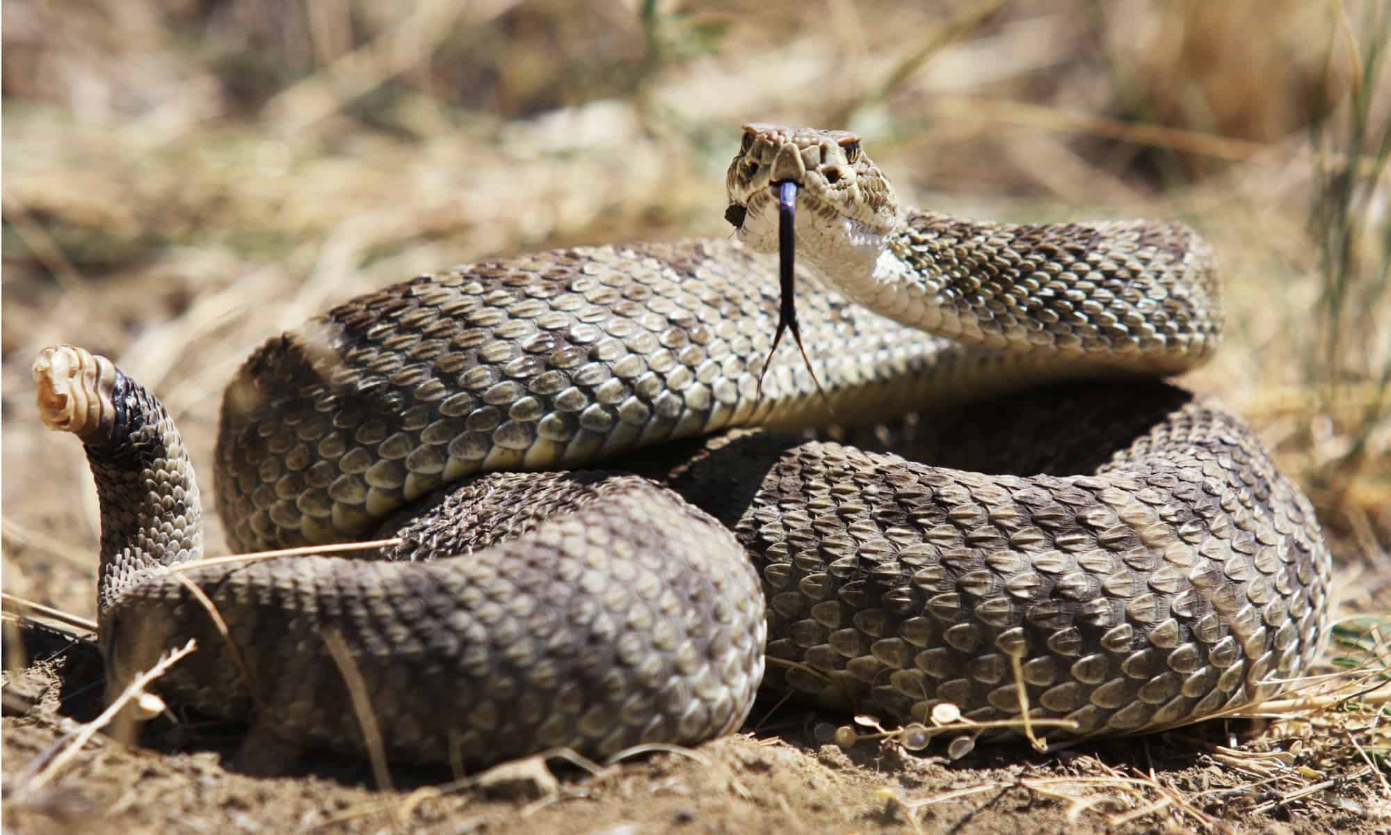 Prairie Rattlesnake Animal Facts Crotalus Viridis A Z Animals Prairie Rattlesnake Animal Facts Crotalus Viridis A Z Animals