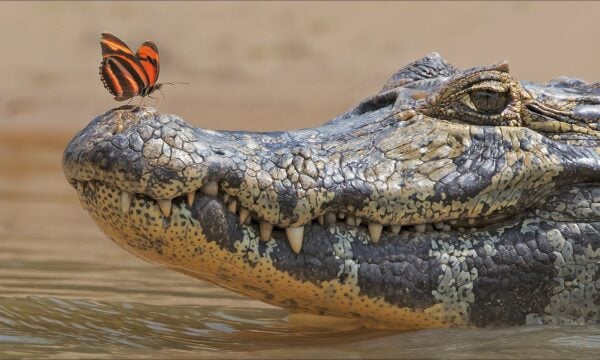 Crocodile Animal Facts - Crocodylia - A-Z Animals