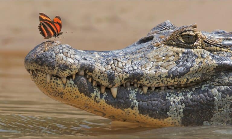 Crocodile Animal Facts - Crocodylus acutus - A-Z Animals