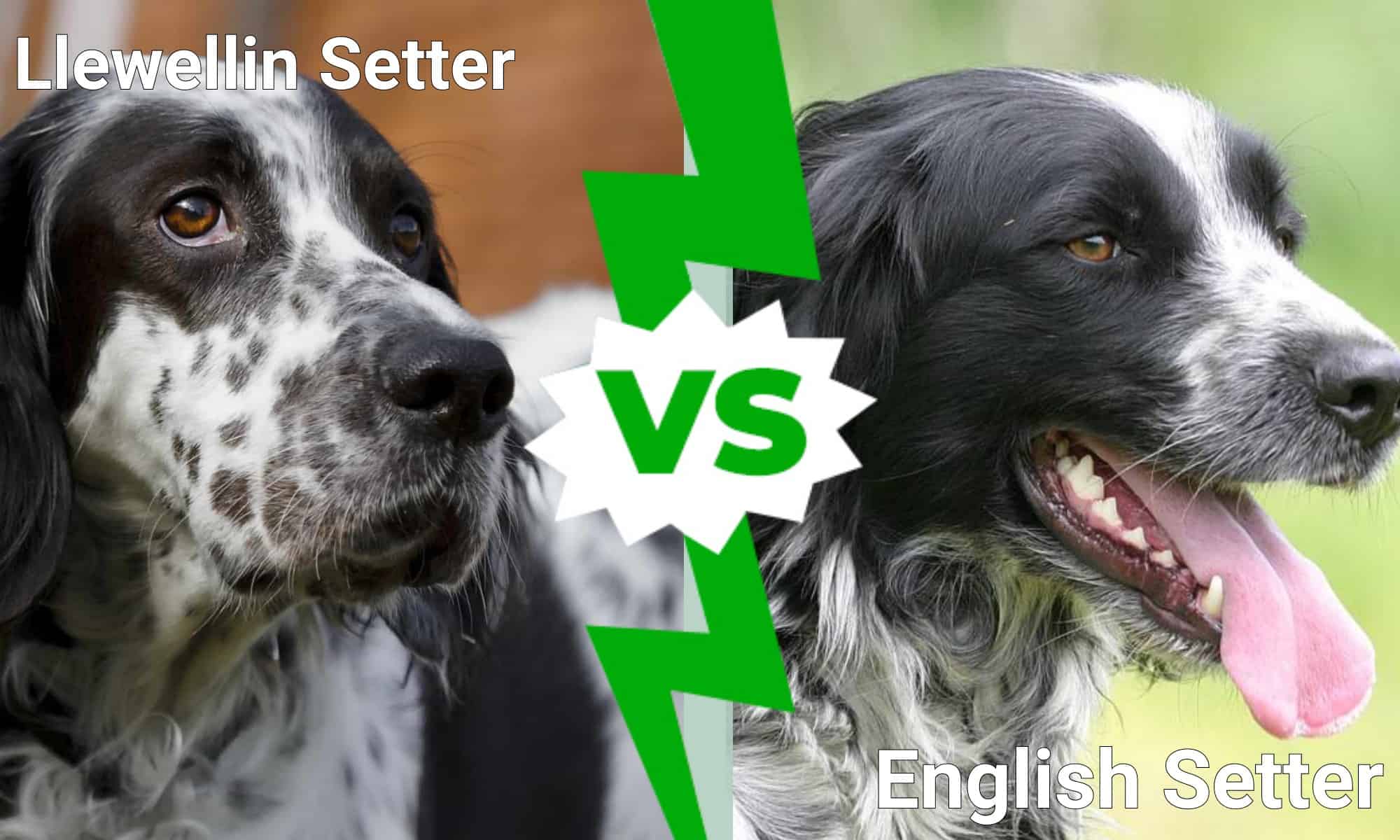 Llewellin Setter vs English Setter: Is There a Difference? - A-Z Animals