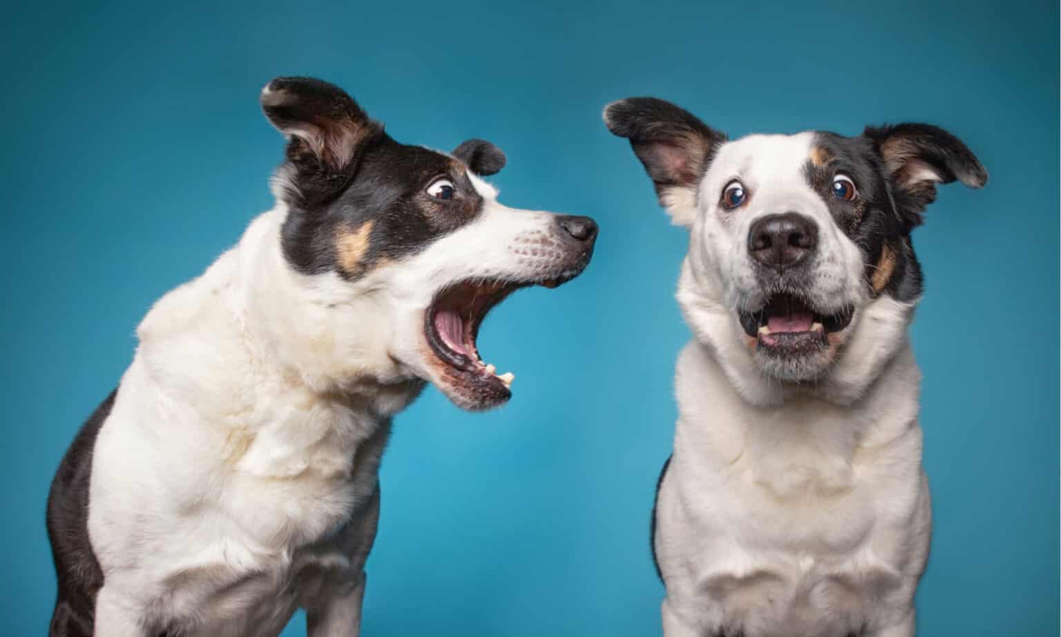 How Do Dogs Communicate With Each Other? - A-Z Animals