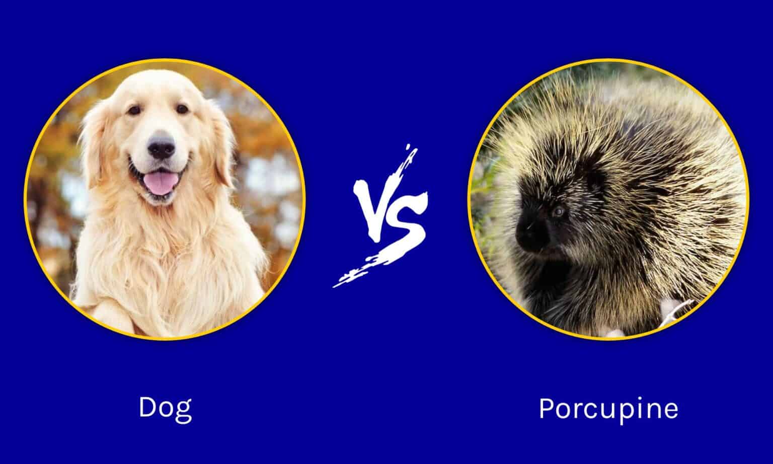 Dog vs Porcupine: Who Would Win in a Fight? - A-Z Animals