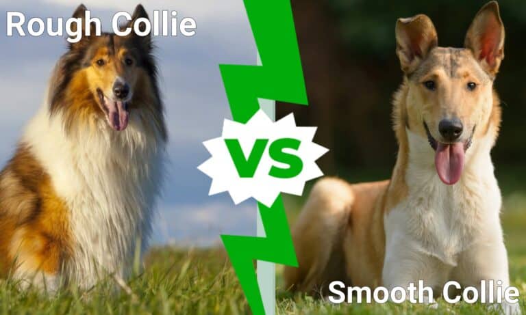 Rough Collie vs Smooth Collie: What’s the Difference? - A-Z Animals