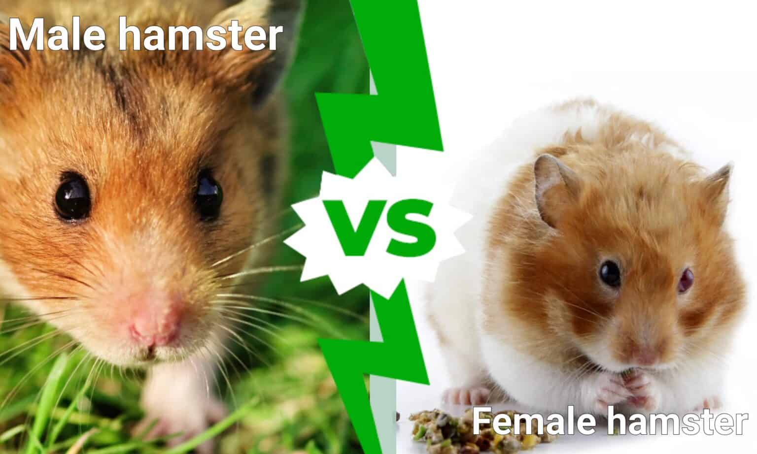 Male VS Female Hamsters: How To Spot The Differences - A-Z Animals