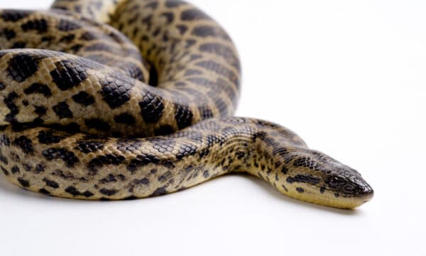 Discover the Largest Snake Found in the Amazon - A-Z Animals