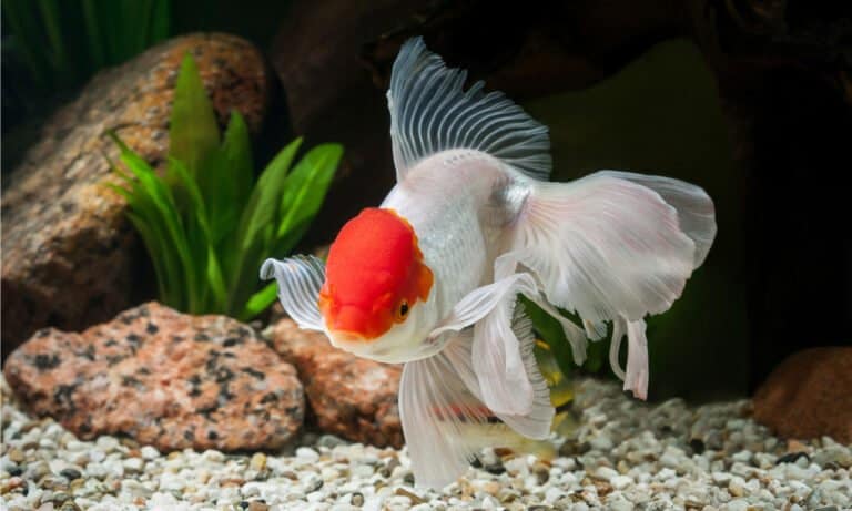 8 Incredibly Smart Fish and the Amazing Things They Can Do - A-Z Animals