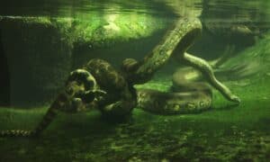 Anaconda Animal Facts - E. murinus, E. notaeus, E. deschauenseei, E ...