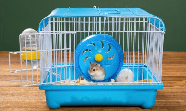 Discover Why Hamsters Run on Wheels - Do They Enjoy It? - A-Z Animals