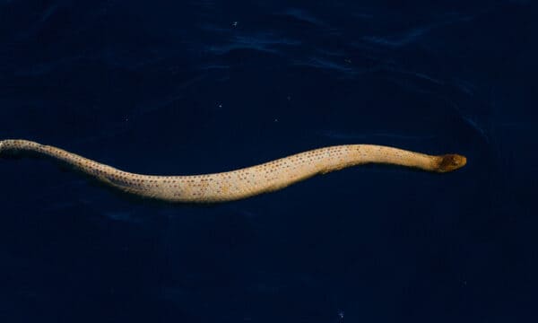 Sea Snake Animal Facts - Hydrophiinae - A-Z Animals