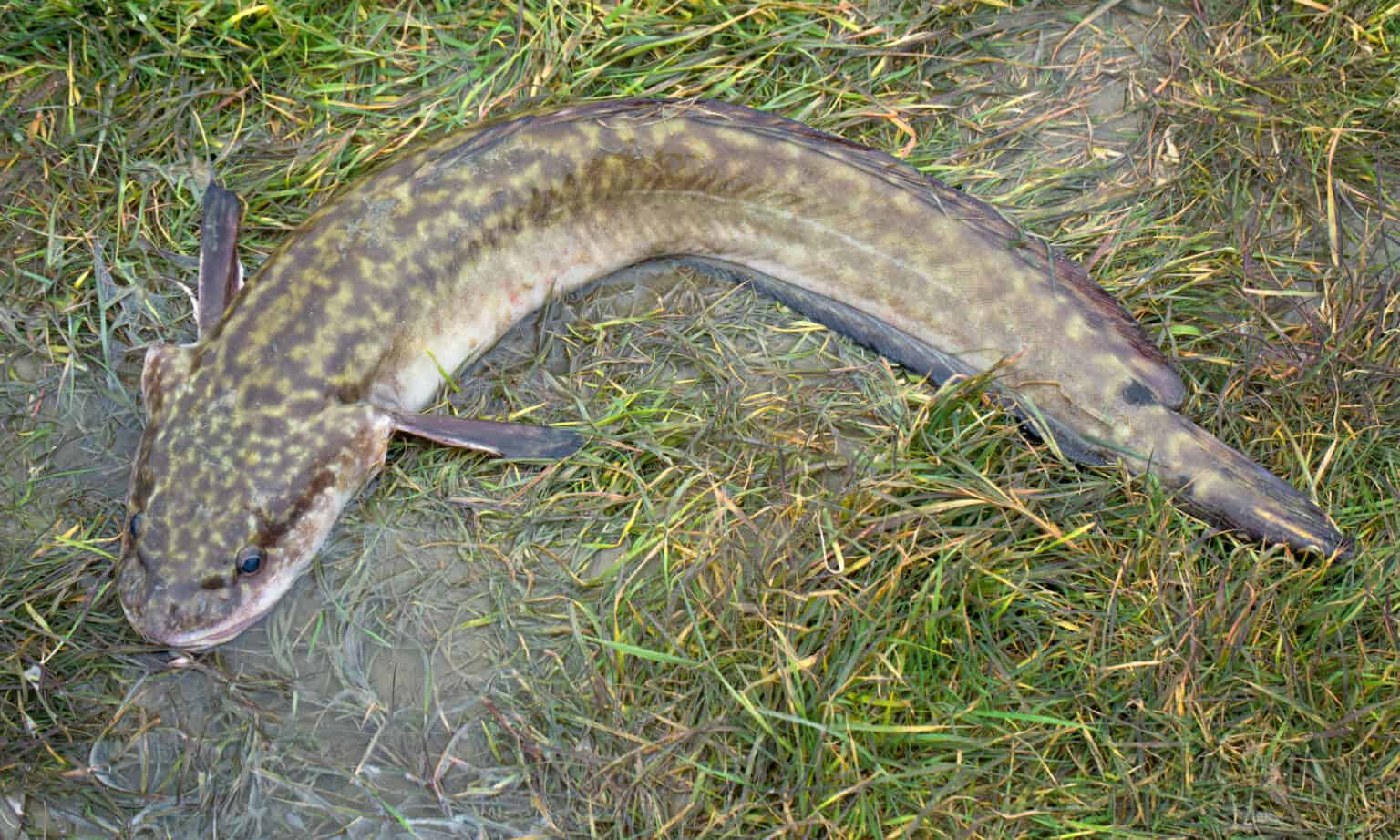 The 15 Largest Fish in the Great Lakes (Plus Honorable Mentions) - A-Z ...