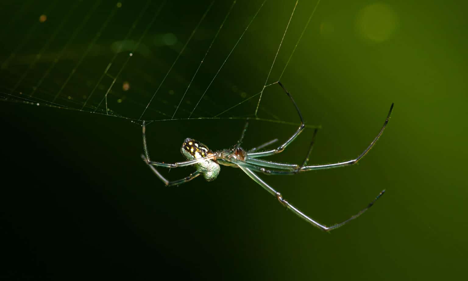 Artificial Intelligence Reveals How Spiders Build Their Webs - A-Z Animals
