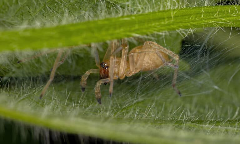 10 Spiders in Kansas - A-Z Animals