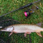 Discover the Largest Pike Ever Caught and How to Catch One Yourself - A ...
