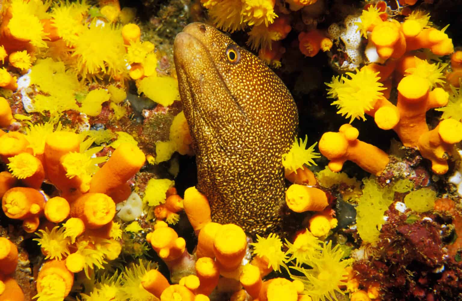 Eel Fish Facts - A-Z Animals