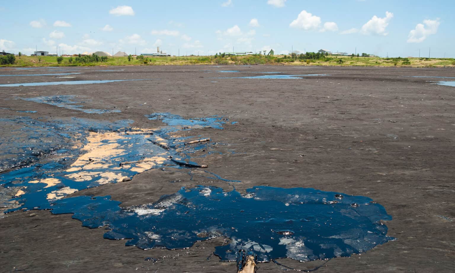 Wildlife in Trinidad and Tobago - Types of Trinidadian Animals - A-Z ...