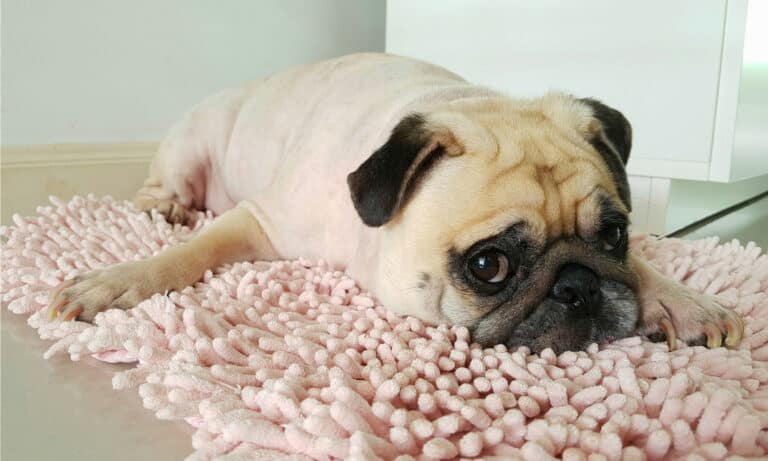 Everything you Need to Know About Sepsis in Dogs - A-Z Animals
