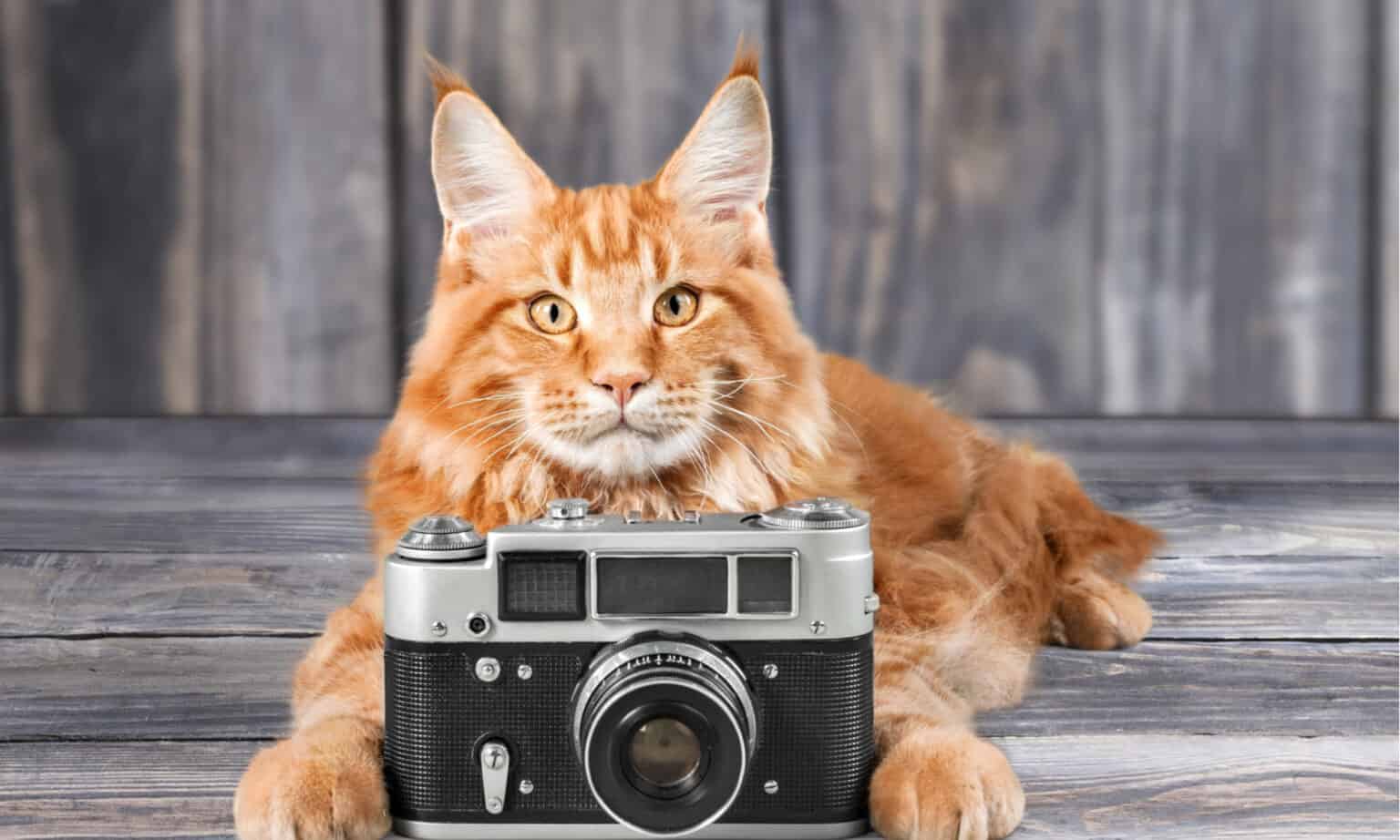The Best Pet Cameras: Ranked and Reviewed - A-Z Animals