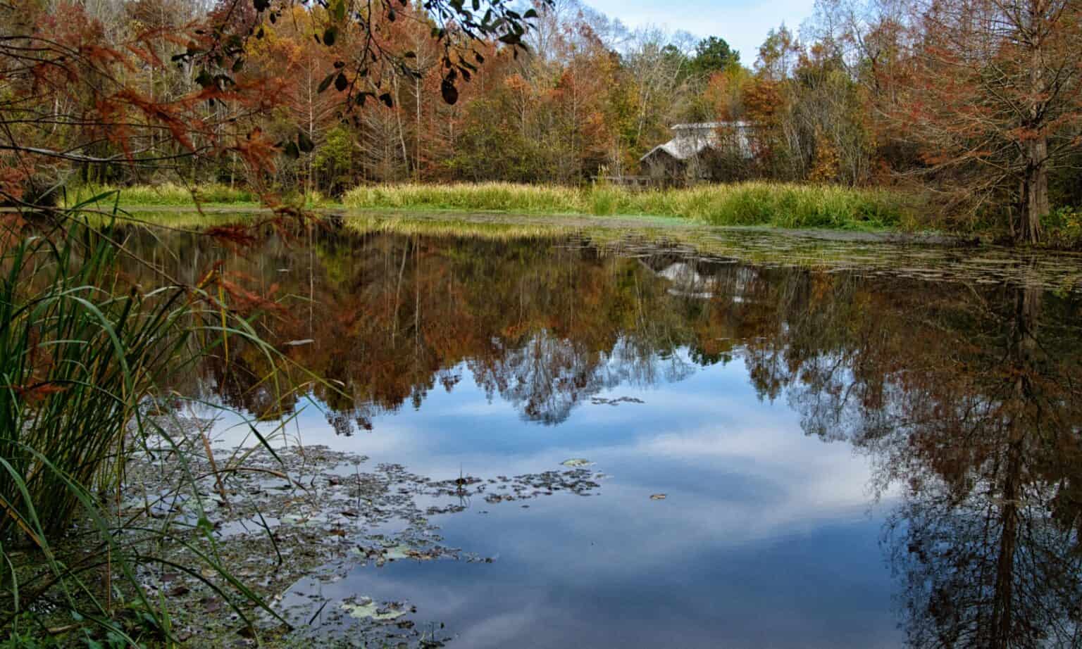 Discover the 8 Best National and State Parks in Louisiana - A-Z Animals