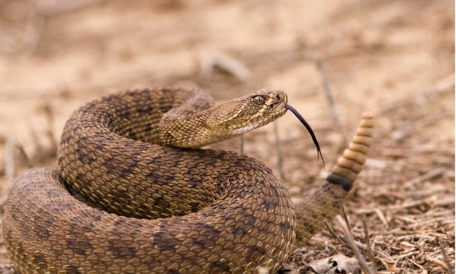 Discover Every Type of Rattlesnake: The 40+ Types of Rattlesnakes - A-Z ...