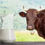 Animals That Produce Milk (Other Than Cows) - A-Z Animals Slideshows