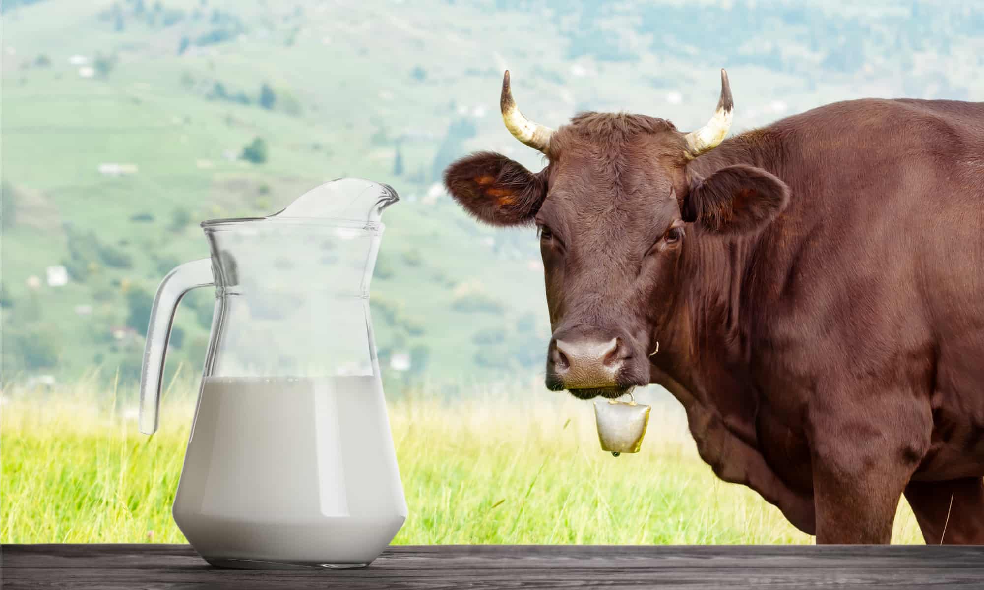 Goat vs Cow Milk: Which Is Better For You? - A-Z Animals